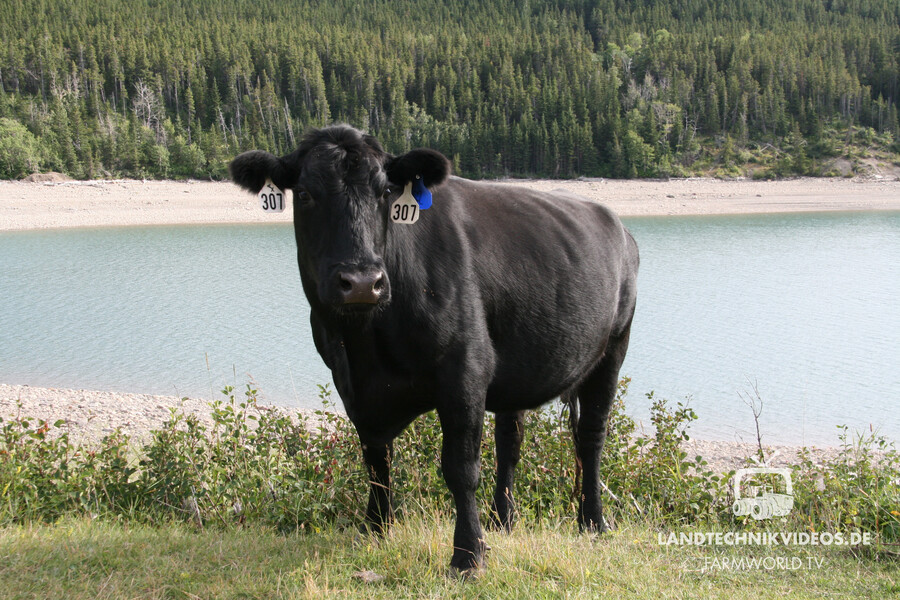 Farming Alberta (Kanada) - farmworld.tv