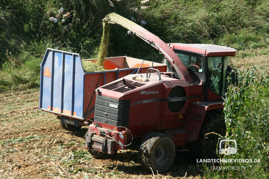 Case IH CHX 620 Maishäckseln (Azoren) - farmworld.tv
