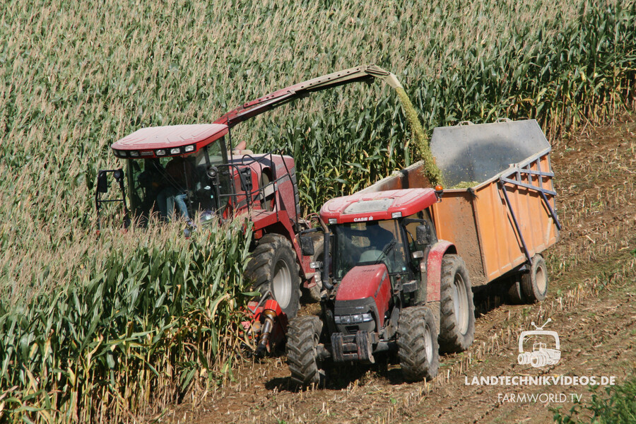 Case IH CHX 620 Maishäckseln (Azoren) - farmworld.tv